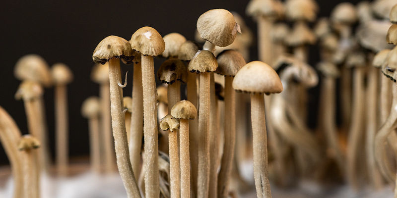 O que é o Panaeolus cyanescens? - Zamnesia